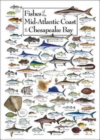 Fische Mittelmeer Fischlexikon