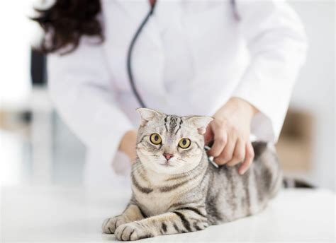 Wie Sie Schmerzen bei Katzen erkennen können zooplus