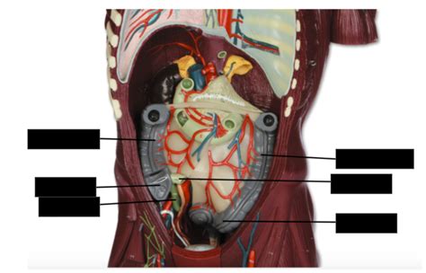 Abdominal Organs Diagram Quizlet
