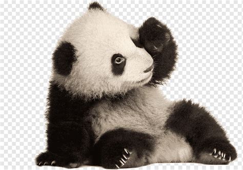 Panda Panda Panda Gigante Panda Panda Panda Png PNGWing
