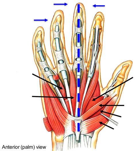 Diagram Of Digit Muscles Anterior Palm View Quizlet
