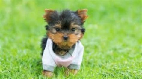 Estas Son Las Razas De Perros M S Peque As Del Mundo El Heraldo De