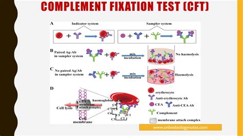 complement fixation test principle procedure result interpretation applications and
