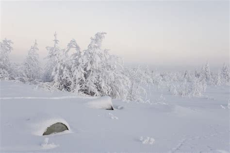 Winter Day Naked Trees And Pines Covered With White Snow On There