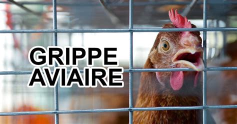 Grippe Aviaire Que Faut Il Craindre Pour Les Poulaillers De