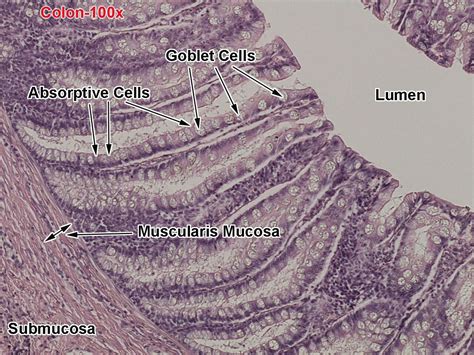 Lg Intestine Histology Note Many Goblet Cells Few Absorptive Cells