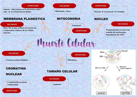 Apoptosis y Necrosis El Rincón Médico uDocz
