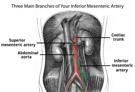 Three Main Branches Of Your Inferior Mesenteric Artery Mind My Feed