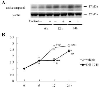 A Novel Calpain Inhibitor 1S 1 1S 1 Benzyl 3 Cyclopropylamino 2