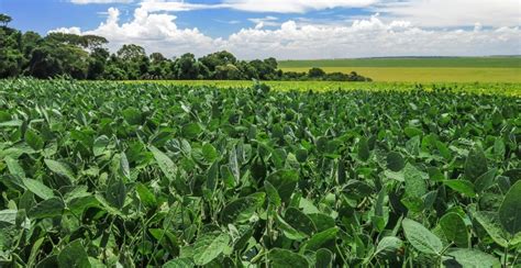 Soja Análise Conjuntural Agromensal Cepea Esalq USP Brasilagro