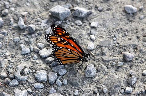 Significado De La Mariposa Negra Y Naranja Cultivando El Medio Ambiente