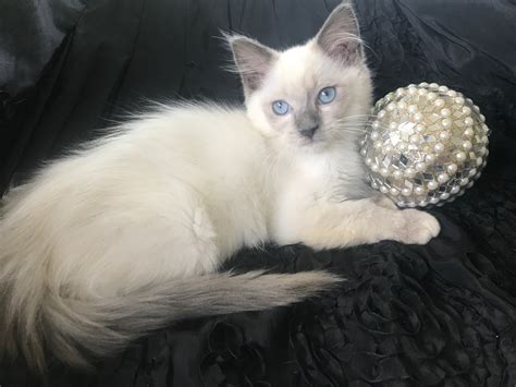 Img Ragdoll Blues