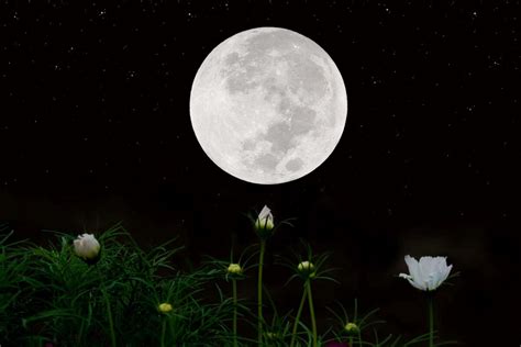 Jardiner Avec La Lune En Novembre Le Calendrier Lunaire 2024