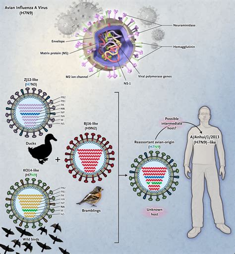 Human Infection With A Novel Avian Origin Influenza A H7N9 Virus NEJM