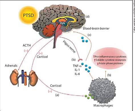 Figure From Interplay Between Neuroimmunoendocrine Systems During
