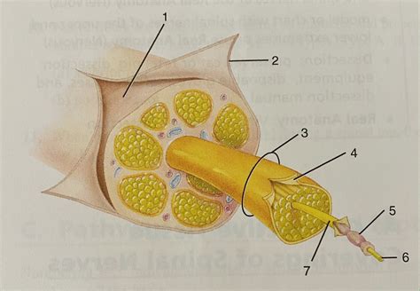 Nerve Structure Diagram Quizlet