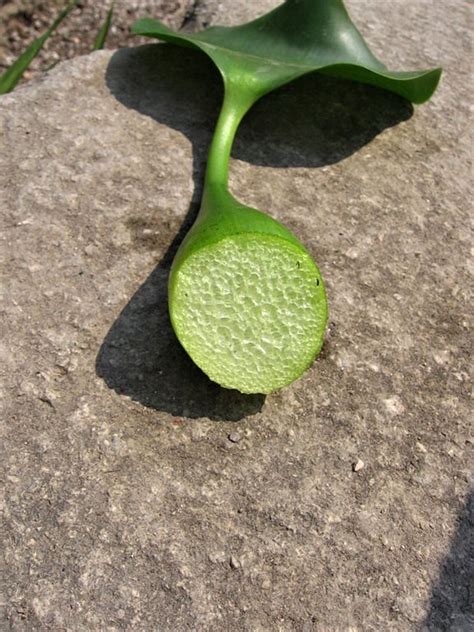 The Beautiful Water Hyacinth An Invasive Plant And A Biofuel Owlcation