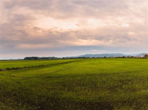 Os Maiores Produtores De Arroz Do Brasil Blog Da Superbid