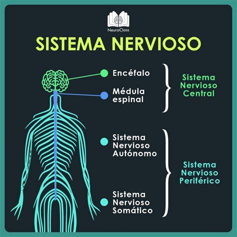 Infograf As Neuroclass Sistema Nervioso Anatomia Del Cerebro The Best