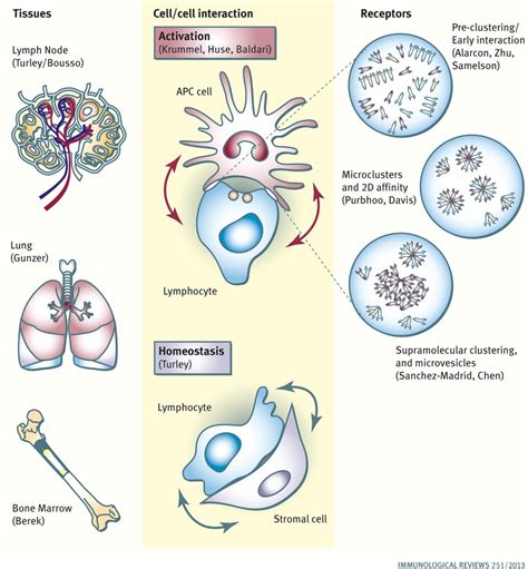 Cell Cell Interactions In The Immune System Batista