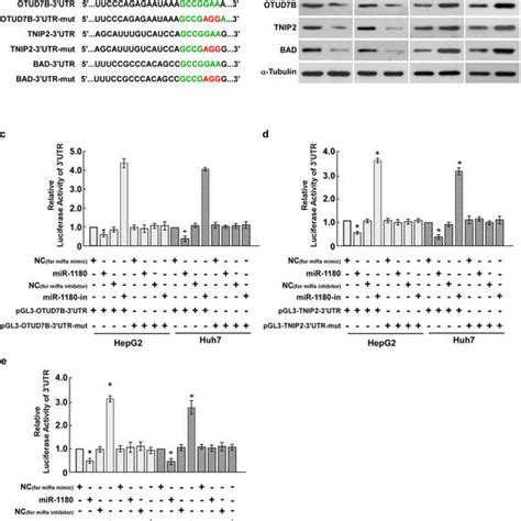 MiR 1180 Directly Targets The 3 UTR Of OTUD7B TNIP2 And BAD MRNA