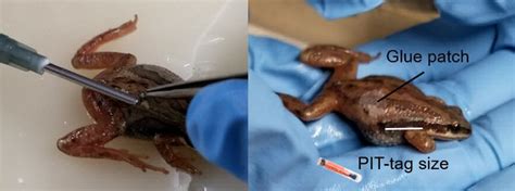2 Insertion Of A PIT Tag On A Female Boreal Chorus Frog The Left