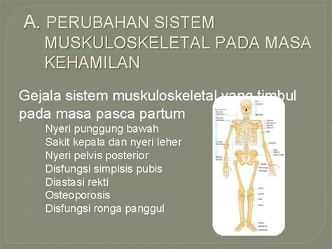 Perubahan Sistem Muskuloskeletal Dan Kardiovaskuler Pada Masa Kehamilan