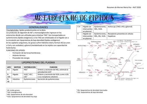 Metabolismo de Lípidos Maria Paz Werner uDocz