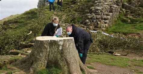 Sycamore Gap Forensic Police Team At Iconic Robin Hood Tree Felled By