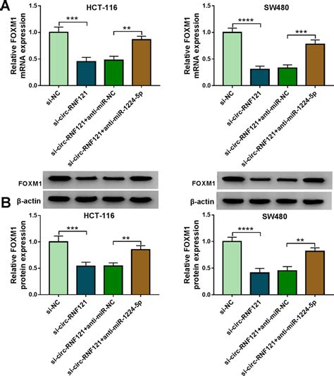 Circ RNF121 Regulated FOXM1 Expression Through Binding To MiR 1224 5p