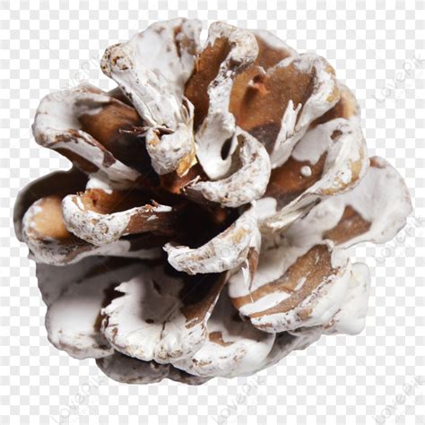 White Pine Cone Pinecone Pinus Monophylla Fruit PNG Transparent And