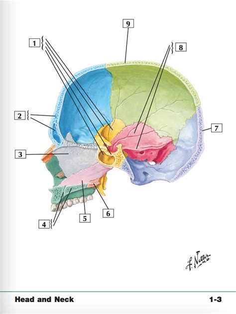Skull Midsagittal Section Diagram Quizlet