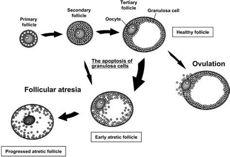 Development And Atresia Of Follicles In Mammalian Ovaries During Adult