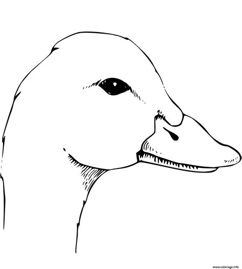 Coloriage Tete De Canard Dessin Canard Imprimer