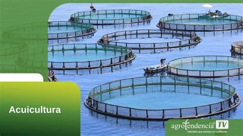 Acuicultura Las Principales Especies Cultivadas Y Su Importancia Para