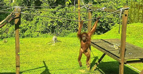 Orang Utan Sepilok Bekantan Beruang Madu Dan Rainforest Discovery