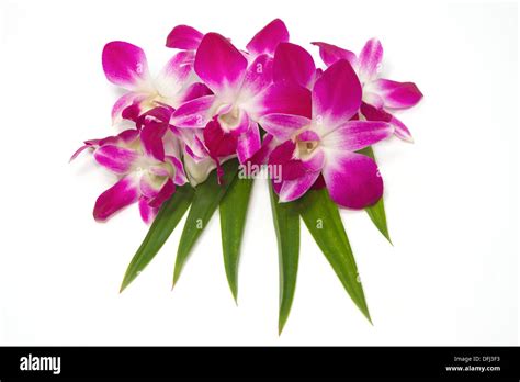 Beautiful Thai Orchid Stock Photo Alamy