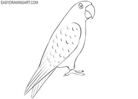 How To Draw A Parrot Easy Drawing Art
