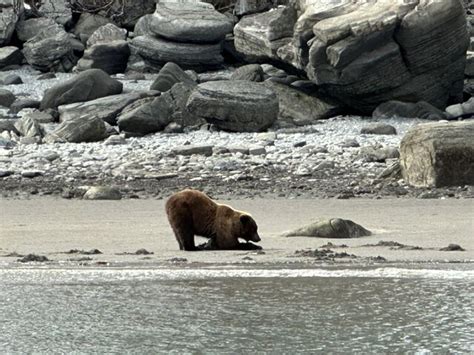Bear Viewing Report 7th May 2023 Bear Viewing In Alaska