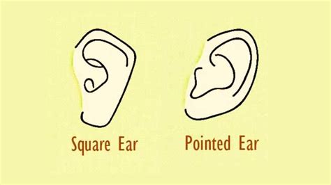 Personality Test Your Ear Shape Reveals Your Hidden Personality Traits