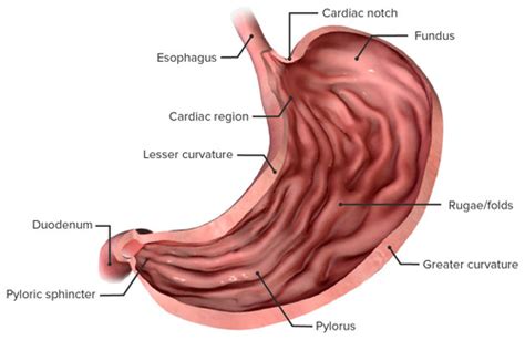 Esophagus Stomach Flashcards Quizlet