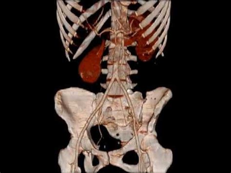 Urinary Anatomy Flashcards Quizlet