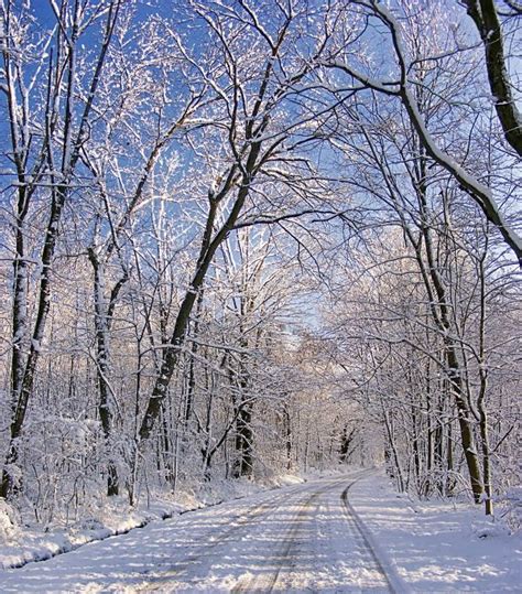 Free Images Tree Nature Forest Branch Snow Winter Sunlight