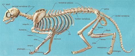 Skeletal Anatomy Of The Domestic Cat Chart Off
