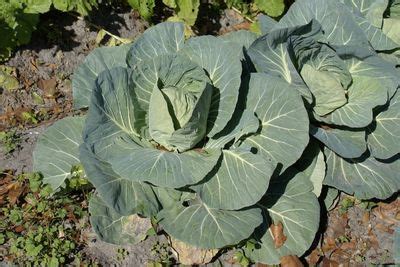 Cabbage Plant Growth Stages Life Cycle