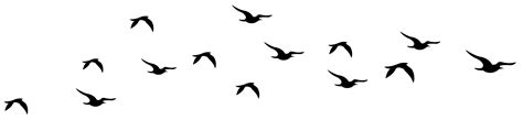 Flying Birds Silhouettes Transparent PNG Clip Art Image Tell The Birds