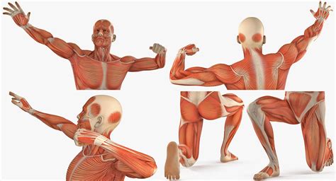 Male Muscular System In Bodybuilder Pose D Model D Model Ds