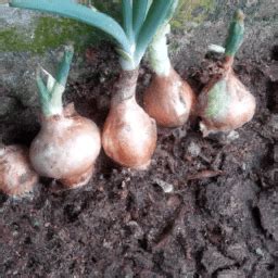 Plantar Cebollas Gu A Paso A Paso Para Saber Cu Ndo Hacerlo