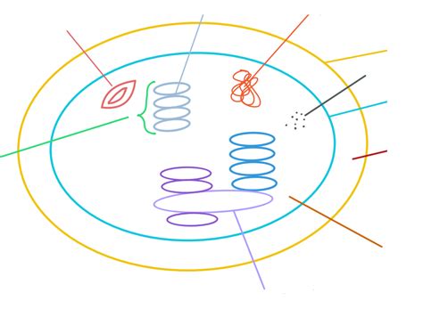 Schaubild Aufbau Eines Chloroplasten Quizlet