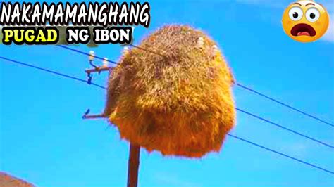 7 Pinaka KAKAIBA At Nakamamanghang Mga PUGAD Ng Mga IBON Sa Mundo